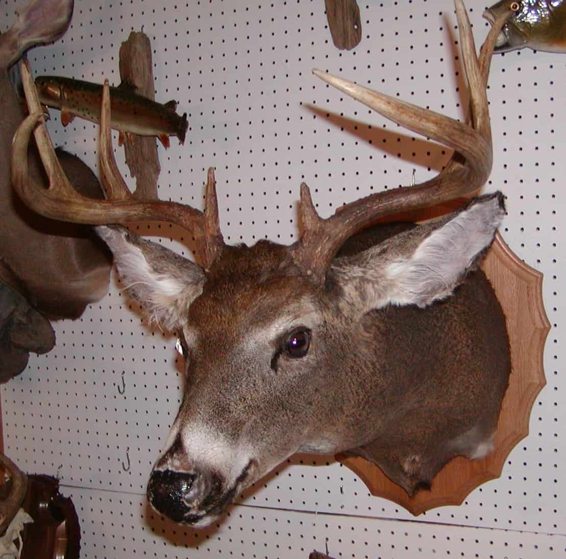 Head & Shoulder Mounts